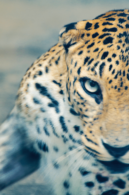 Cheetah Print Photography Tumblr leopard print on Tumblr